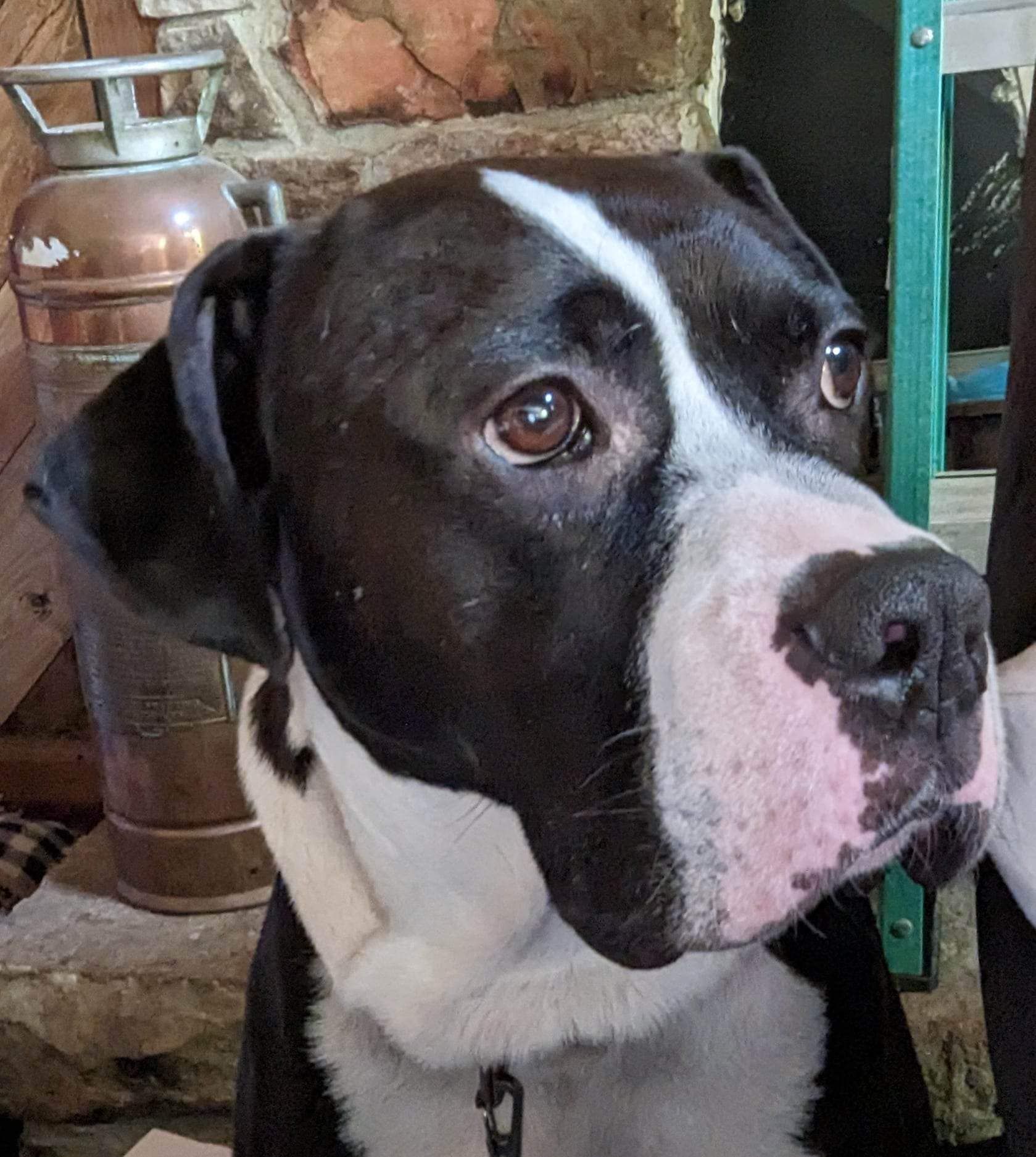 Sanctuary Acres Boxer Rescue Photo Gallery