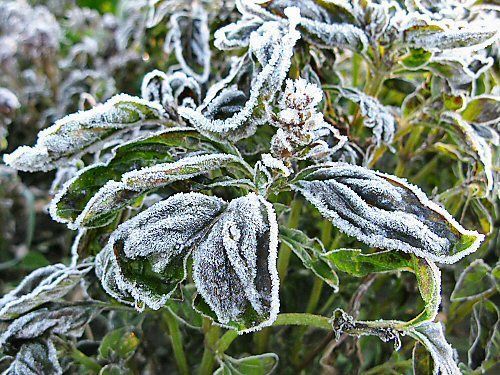 Cold Damage How To Take Care Of Plants With Freeze Damage