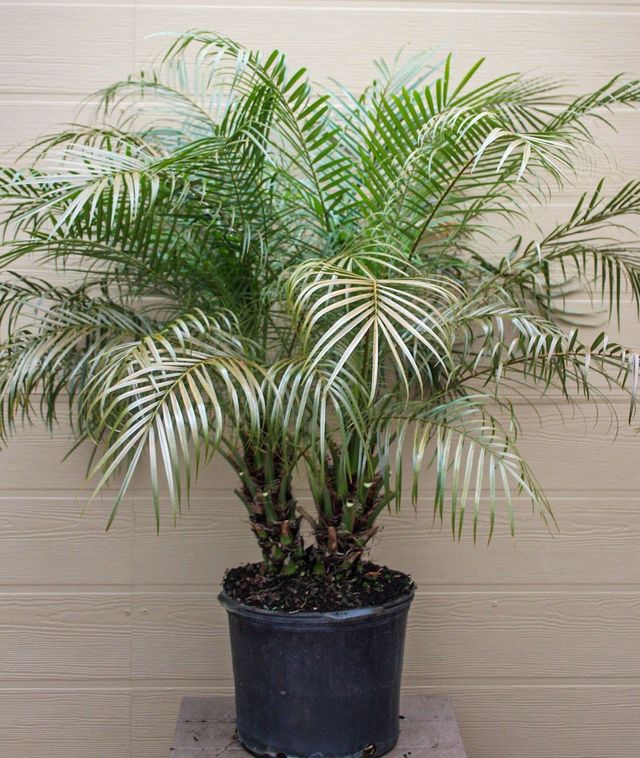 Pygmy Date Palm Tree Indoor