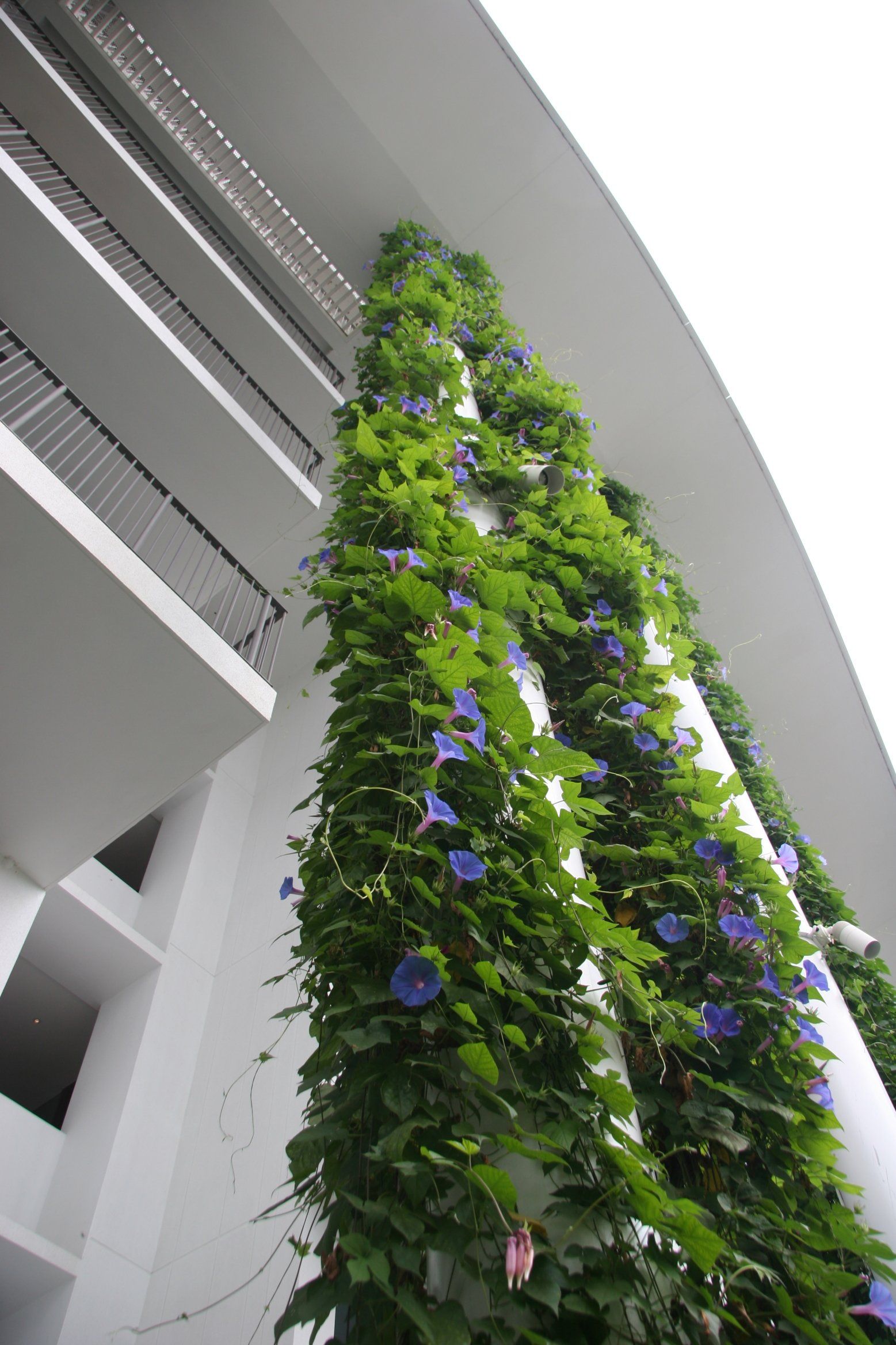 Nature Landscape - Portfolio - The Tembusu