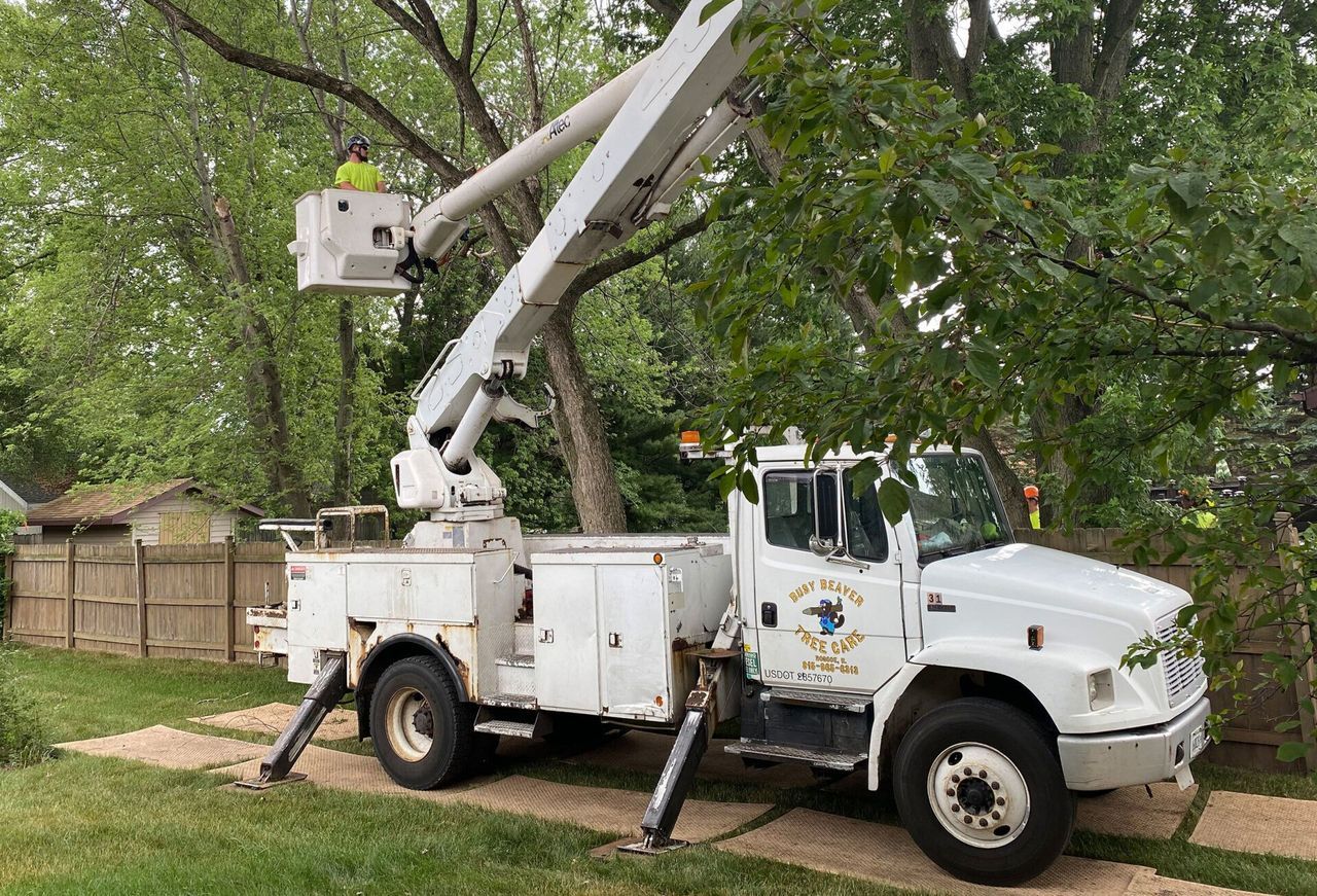 Tree Removal, Stump Grinding | Busy Beaver Tree Care | Roscoe, IL