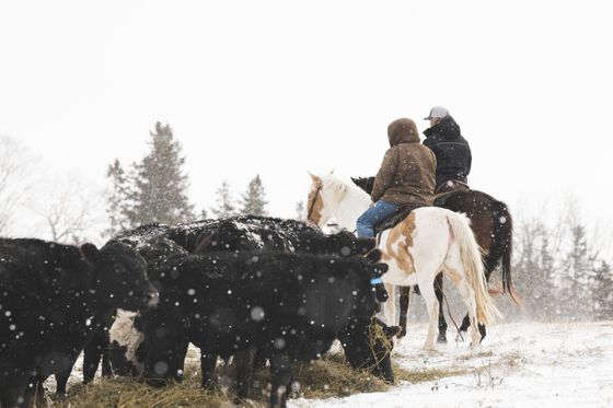 Heritage Angus | Home