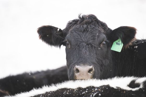 Heritage Angus | Home