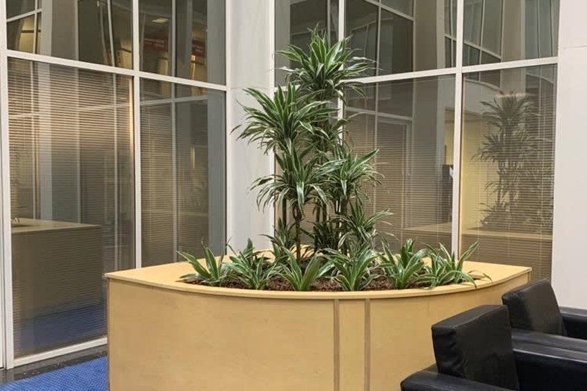 Office plant displays│Passiflora