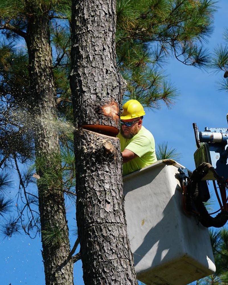 Gallery | Respess Brothers Tree Service