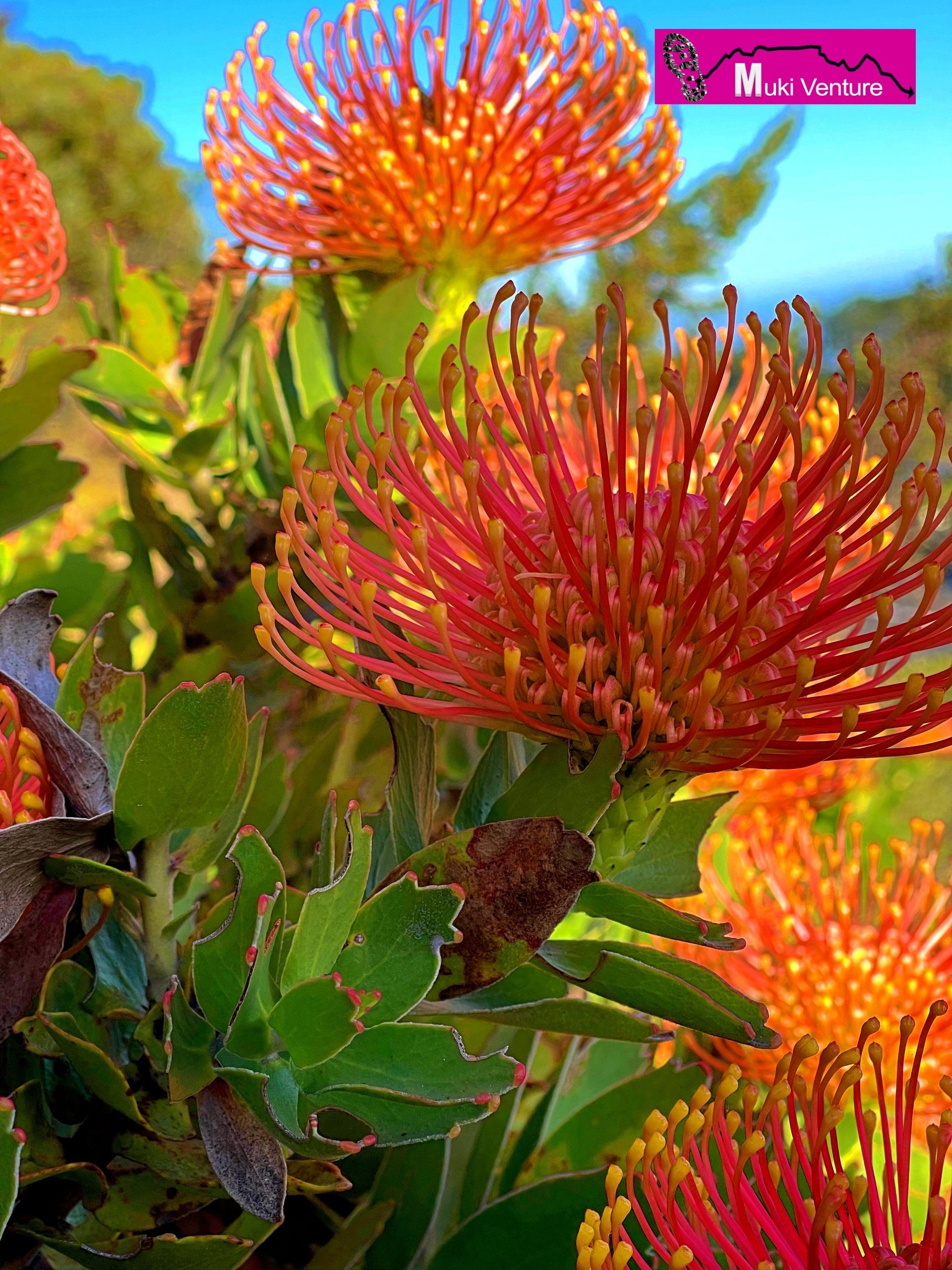 Floral & Fauna | Muki venture