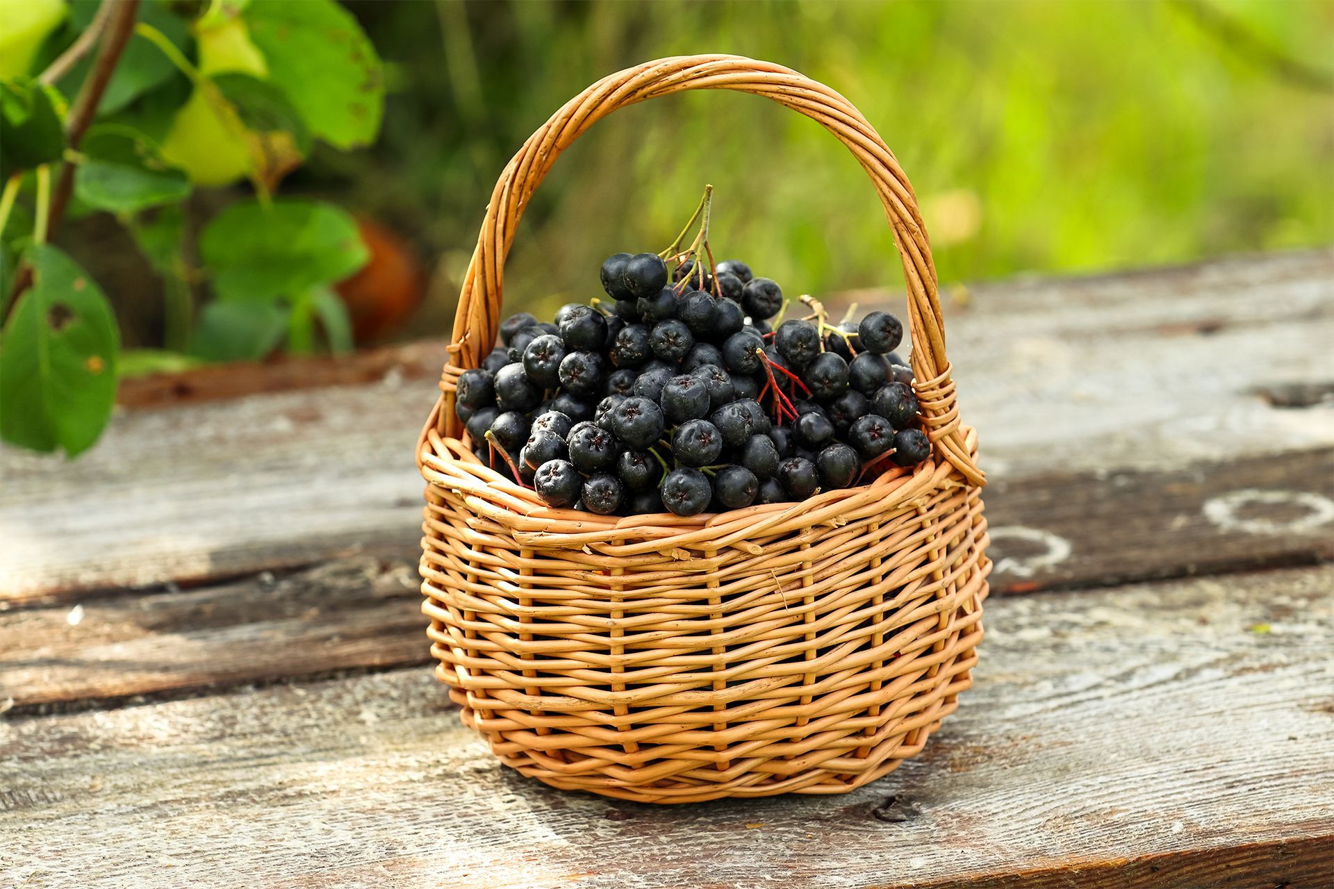 Aronia Berry Nutrition Facts and Health Benefits