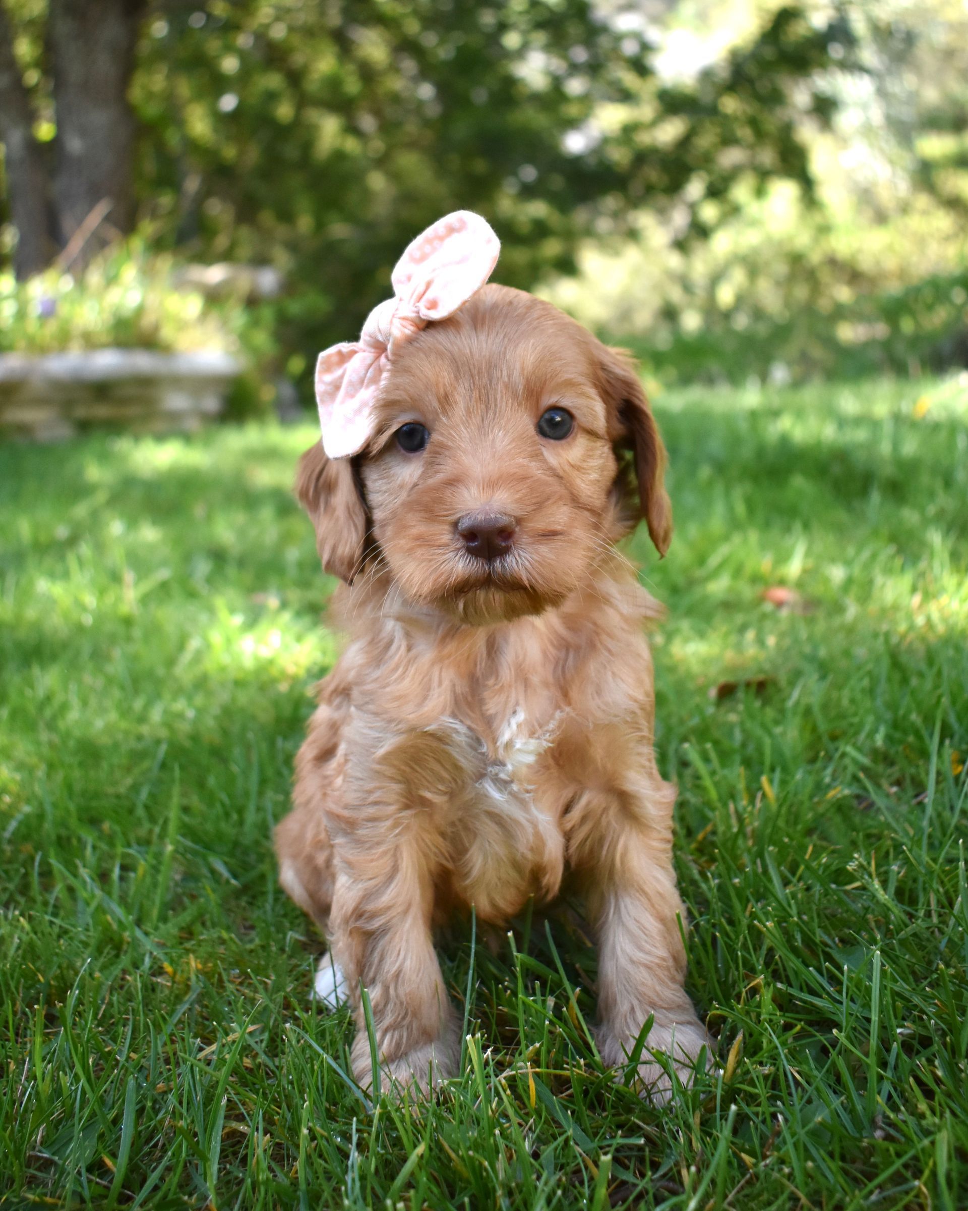 Labradoodle Breeders | Premium Labradoodle Breeder