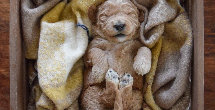 Brasken Labradoodles