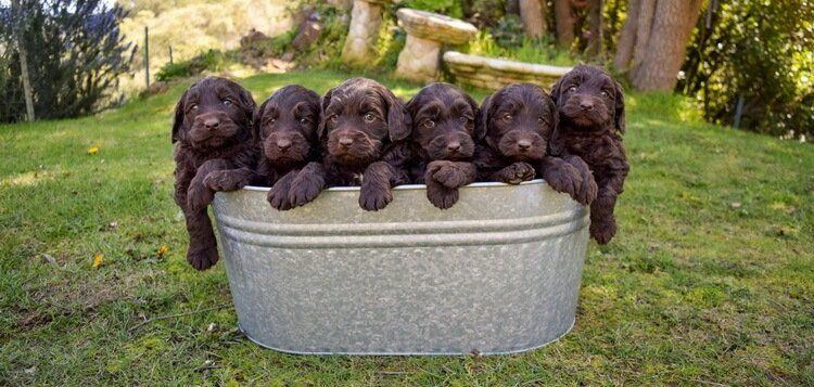 Labradoodle Breeders | Premium Labradoodle Breeder