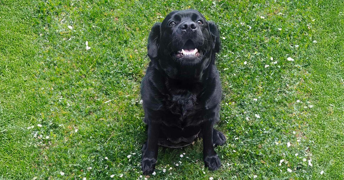 Upcoming Labrador Puppies | FeeBeez Labradors