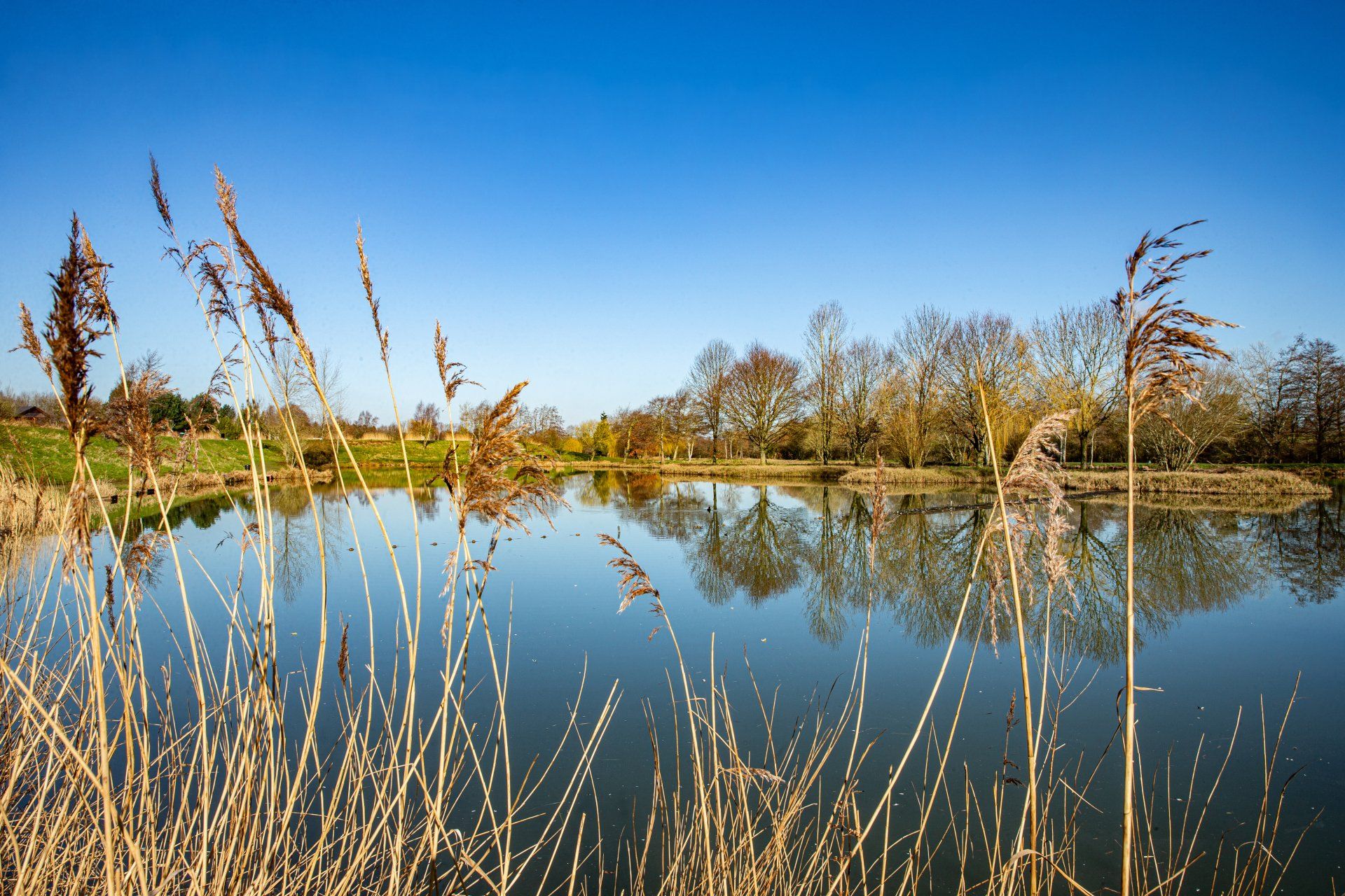 Fish at Makins Fishery