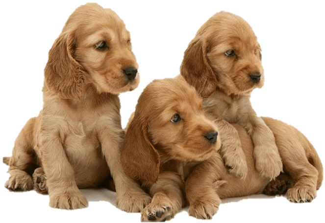 Mayberry Cockers Puppies | Available Now