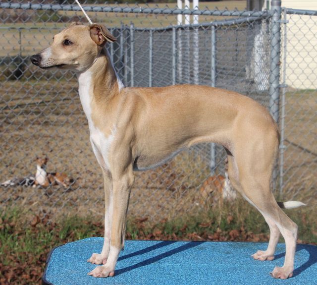 Blue Fawn Greyhound