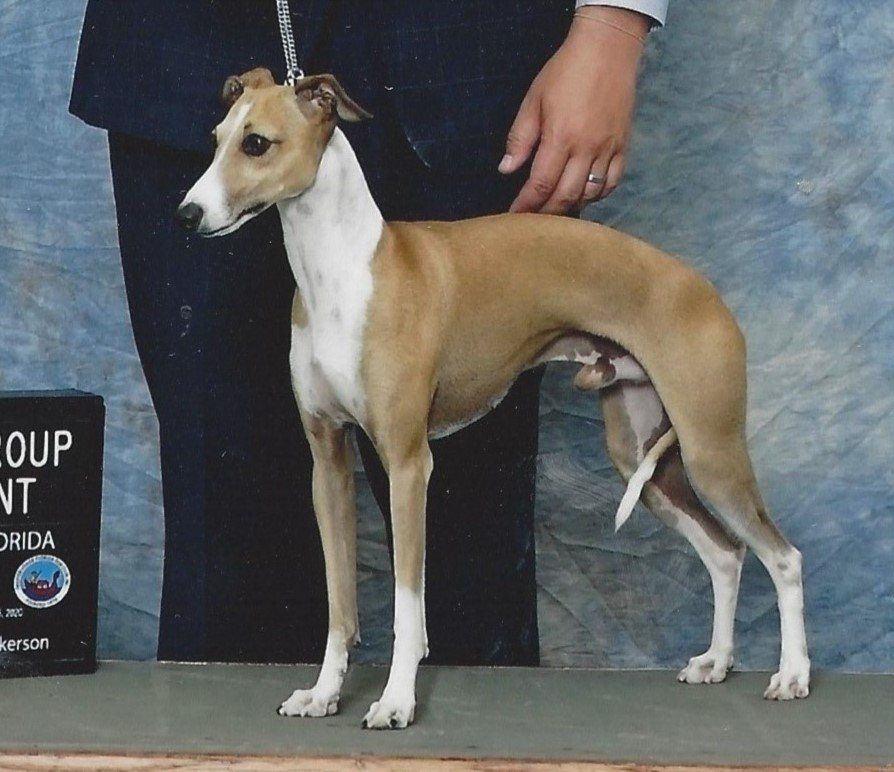 Marchwind Puppies