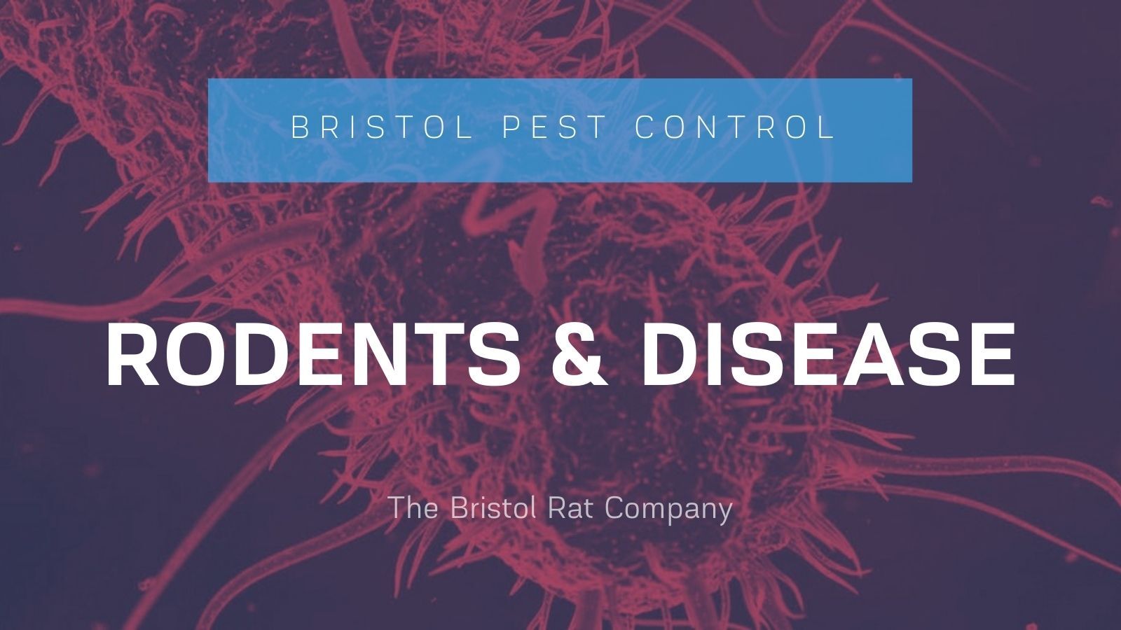 Rat Diseases and Fire Risk | The Bristol Rat Company