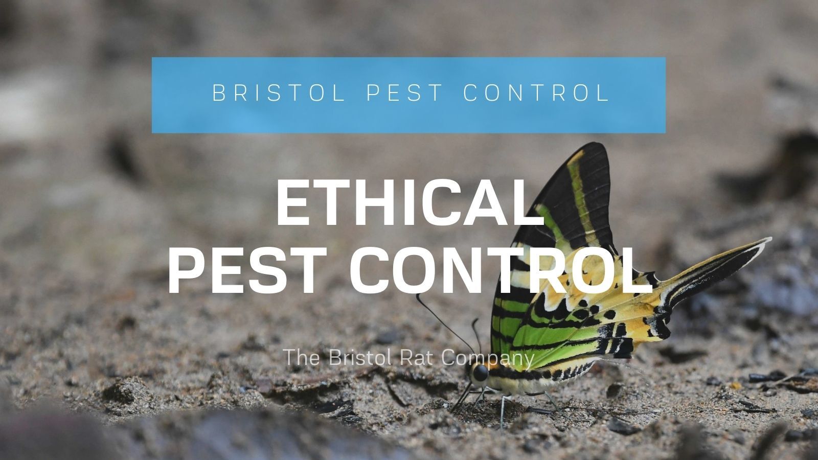 Flies From Dead Rats and Rodents | The Bristol Rat Company
