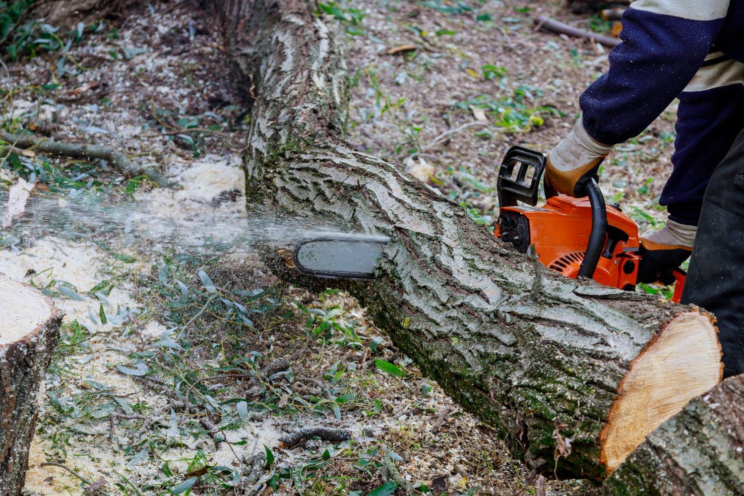 Understanding Tree Removal Costs