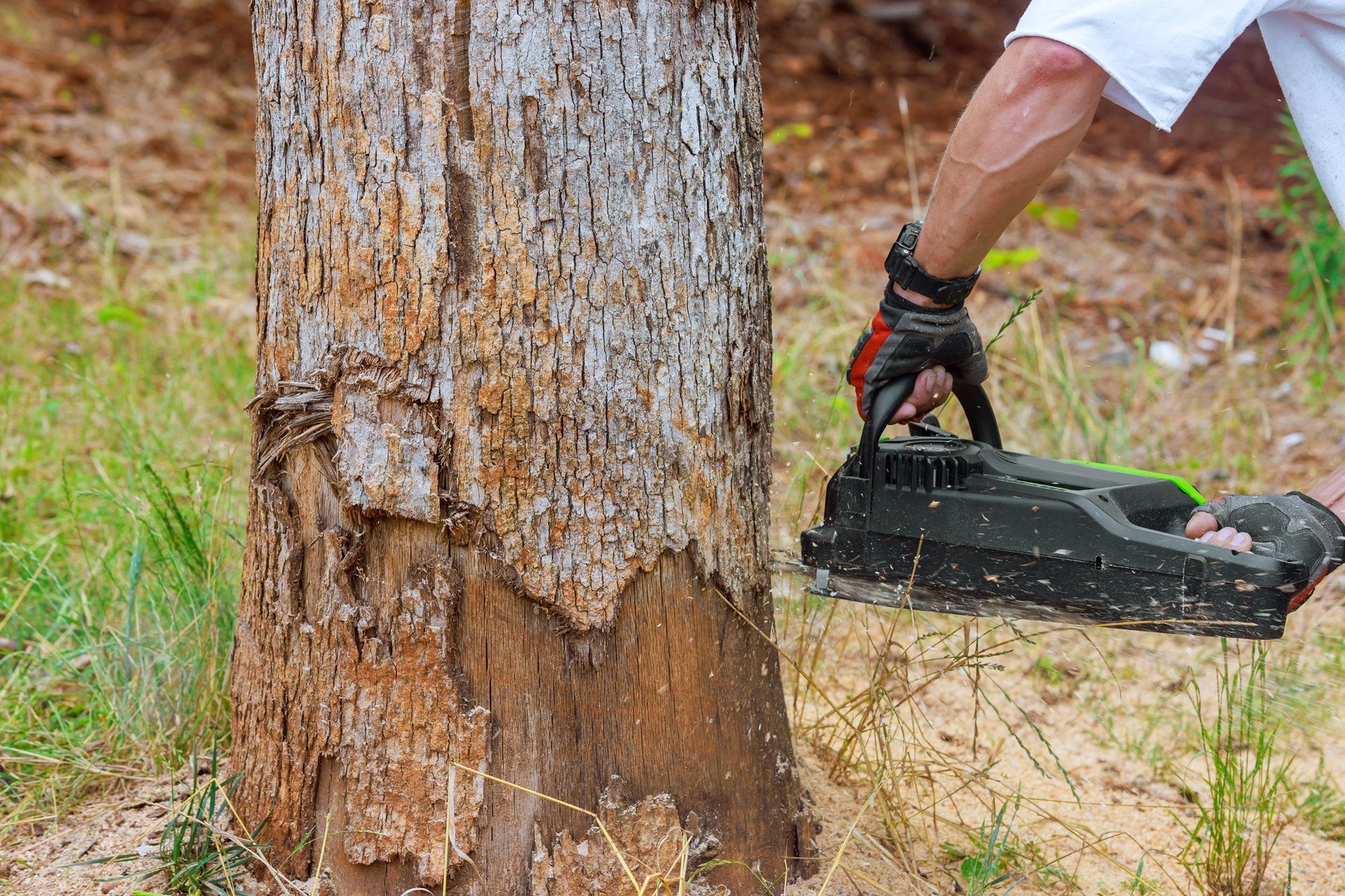 Understanding the Risks of DIY Tree Removal