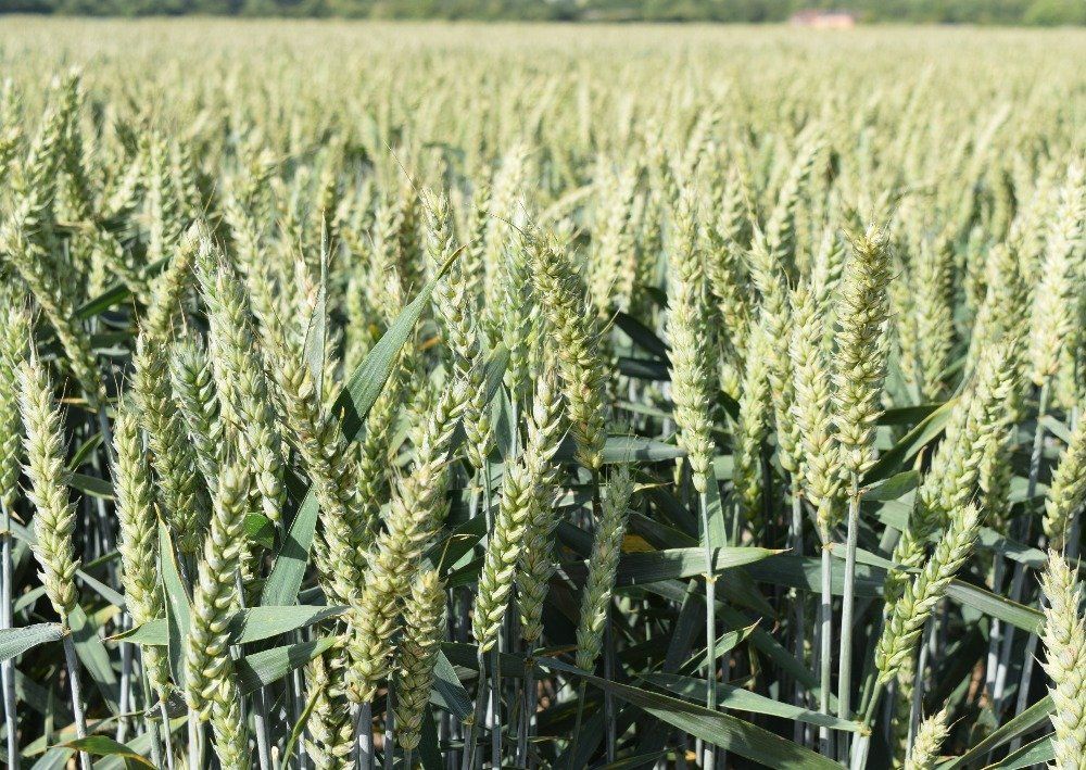 Winter Wheat Varieties -Senova