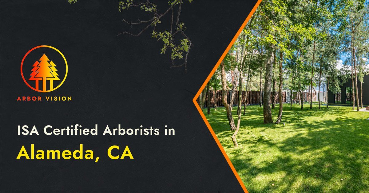 Alameda Tree Service • Certified Arborist • Arbor Vision, Inc
