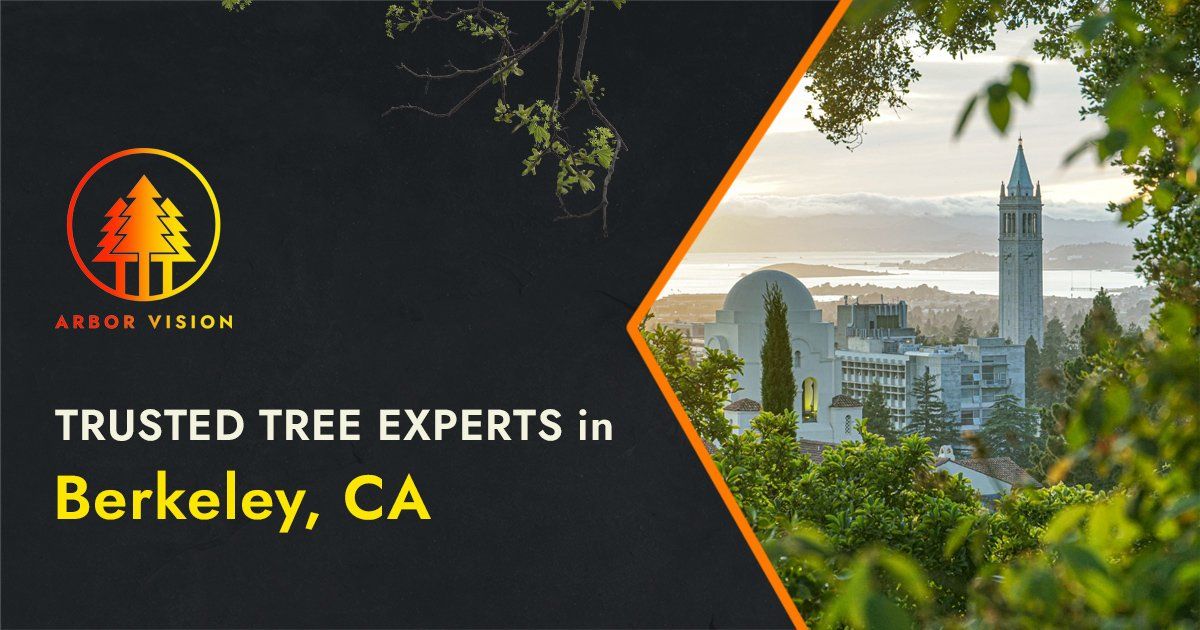 Berkeley, CA Arborist Tree Service Company • Arbor Vision Inc