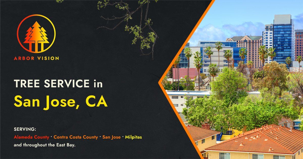 Arborist Tree Service Near San Jose, CA • Arbor Vision, Inc