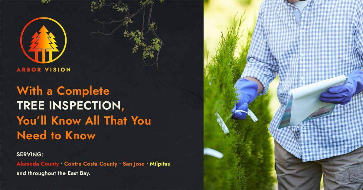 Tree Inspection Services • Arbor Vision, Inc. • San Ramon, CA