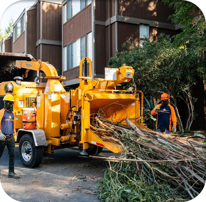 Tree Care Service • Arbor Vision, Inc. • San Ramon, CA