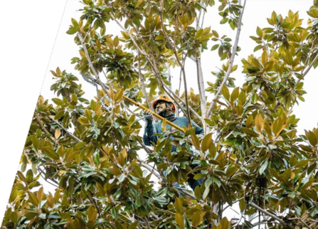 Tree Trimming and Pruning Service • Arbor Vision, Inc. • San Ramon, CA
