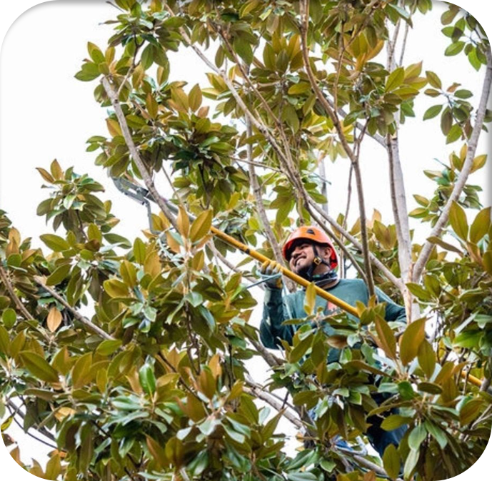 Tree Trimming and Pruning Service • Arbor Vision, Inc. • San Ramon, CA