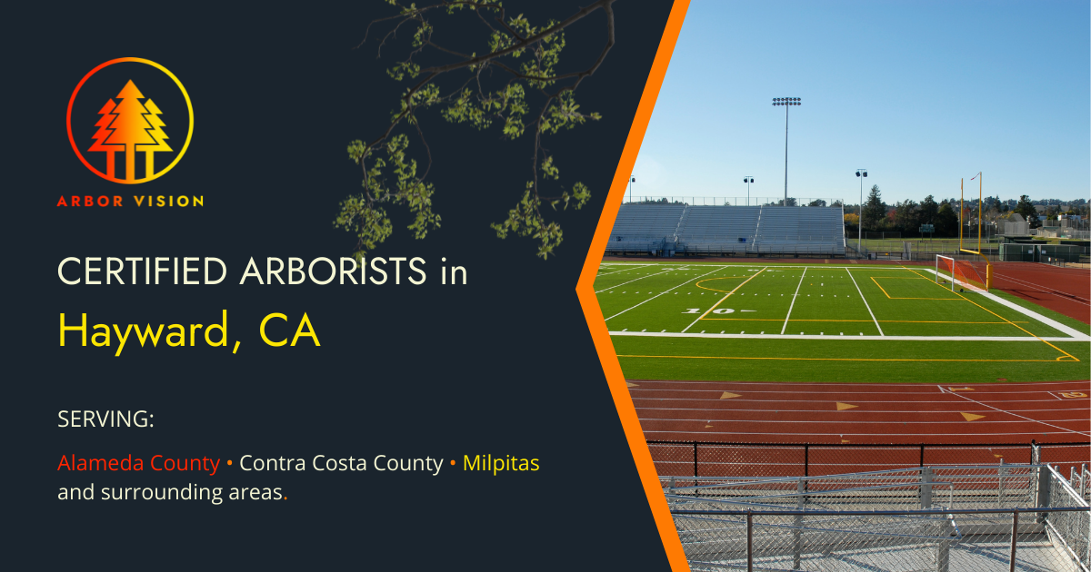 Licensed Arborist • Tree Service Near Hayward CA • Arbor Vision, Inc