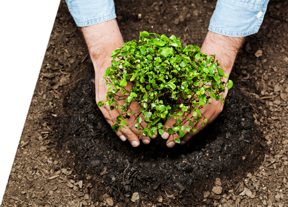 Tree Planting Service • Arbor Vision, Inc. • San Ramon, CA