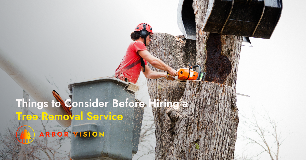 5 Things to Consider Before Removing Trees