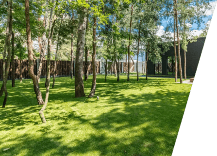 Tree Service • Certified Arborist • Arbor Vision, Inc • San Ramon, CA