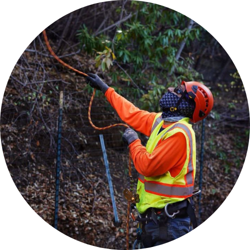 Strategies for Safe and Efficient Tree Removal | Arbor Vision, Inc