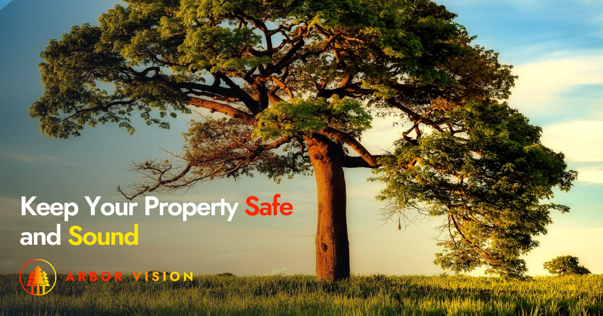 Tree Risk Management Keeps Your Property Safe | Arbor Vision Inc