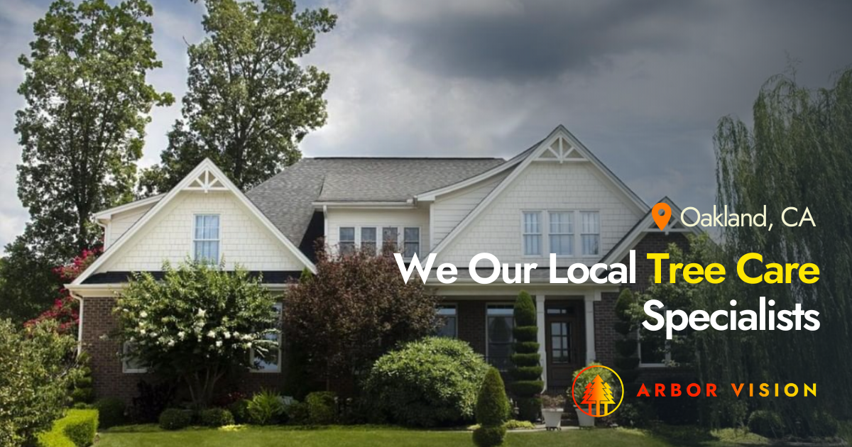 Local Arborist Near Oakland • Tree Service Company • Arbor Vision, Inc