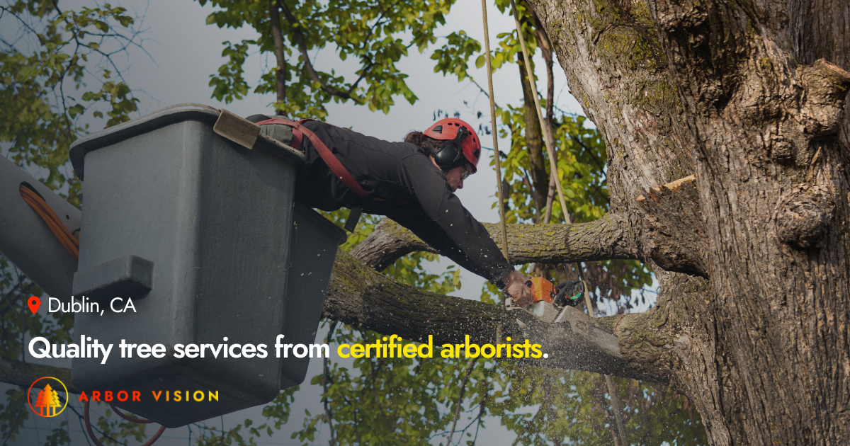 Dublin CA Tree Service • Certified Arborist • Arbor Vision, Inc
