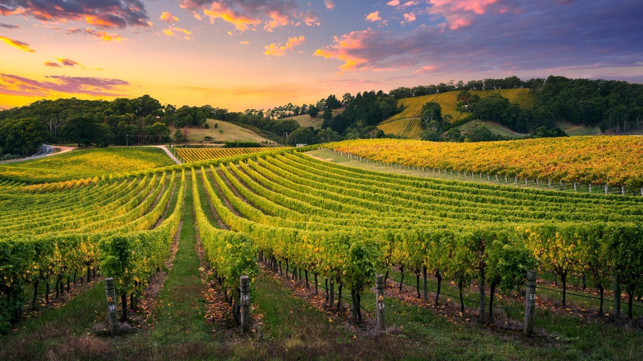 South Carolina Winery and Vineyard Insurance (Cost & Coverage)