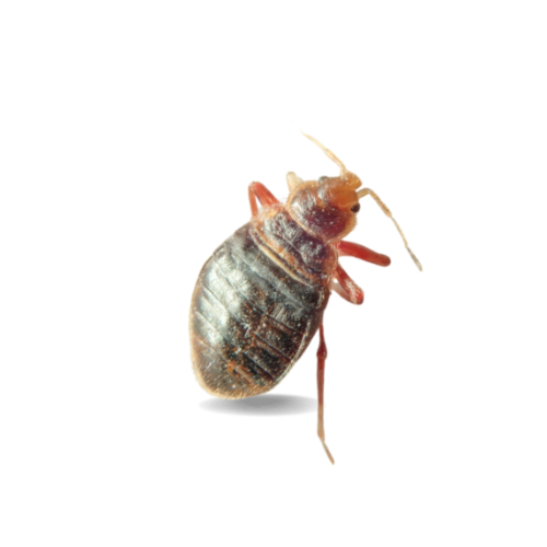 About Diamond Pest Pro