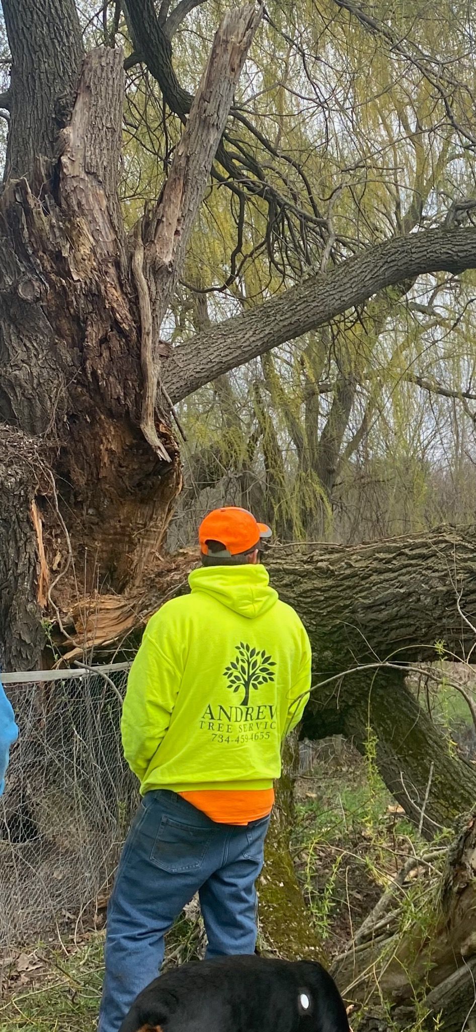 Gallery - Recent Projects | Andrew Tree Service