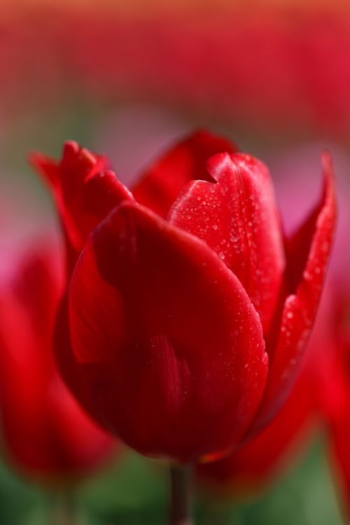 Kolk Tulpen | Uw bedrijf een eigen tulp