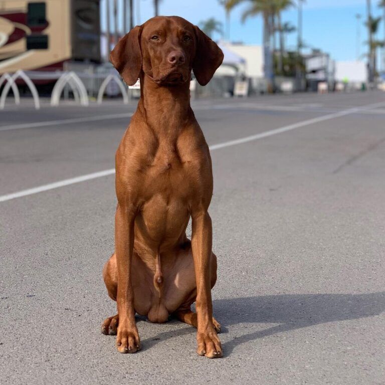 New Grand Champion Wiley!