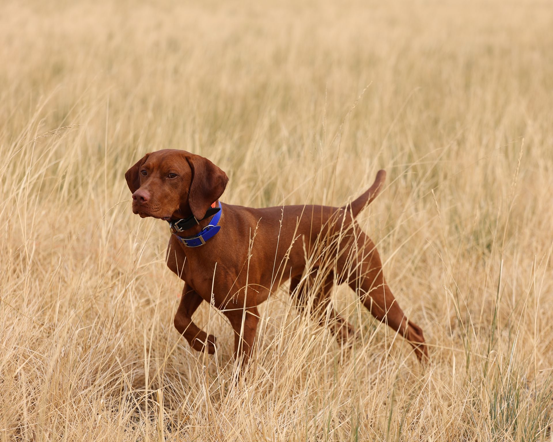 Moonlight Vizslas | Preservation Breeder