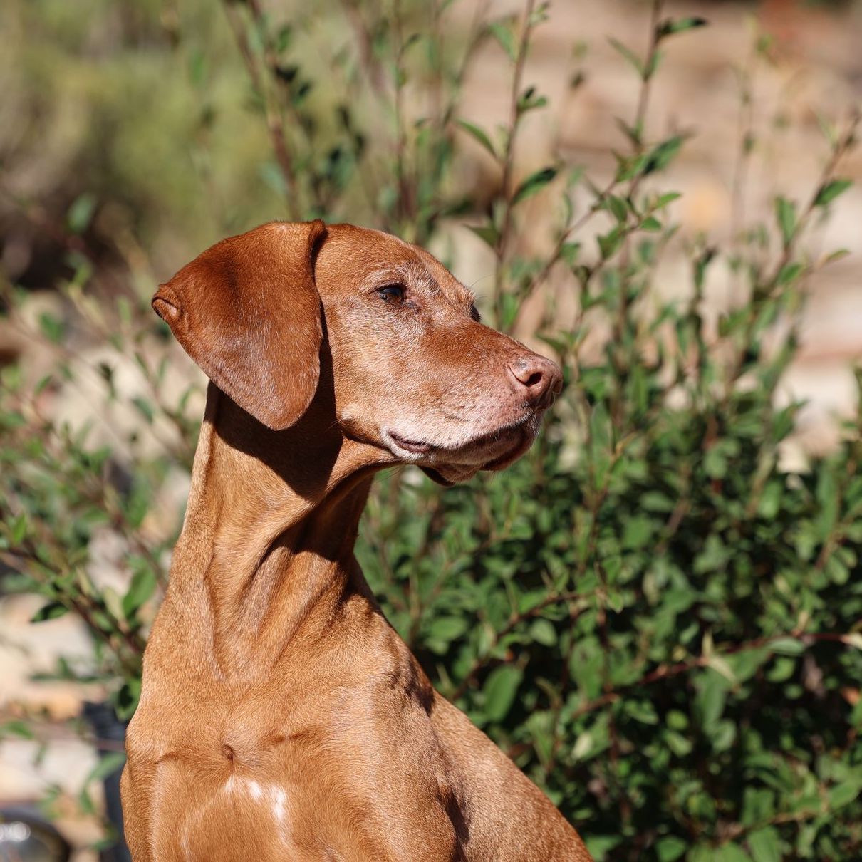 Available Vizsla Puppies | Moonlight Vizslas