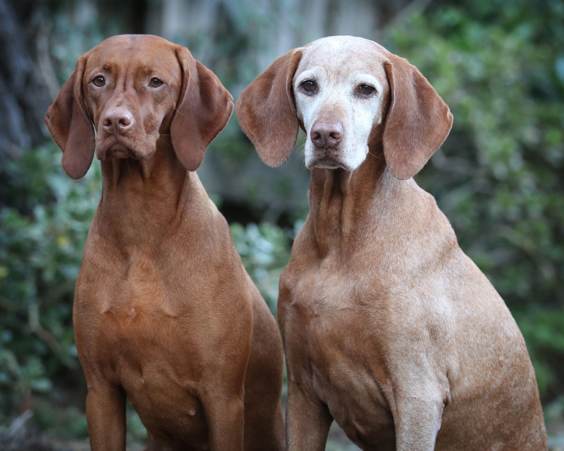 Available Vizsla Puppies | Moonlight Vizslas