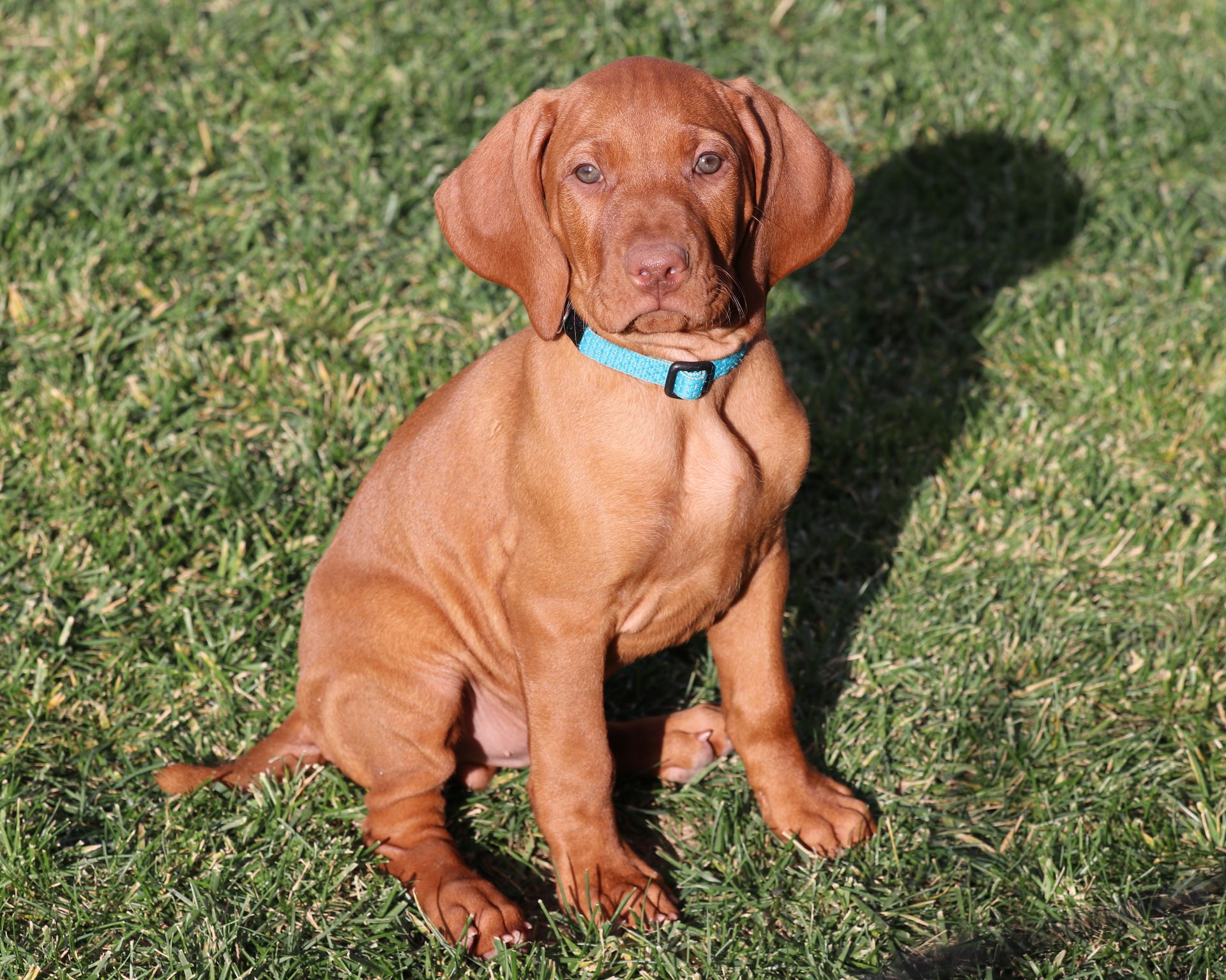 Our Boys | Moonlight Vizslas