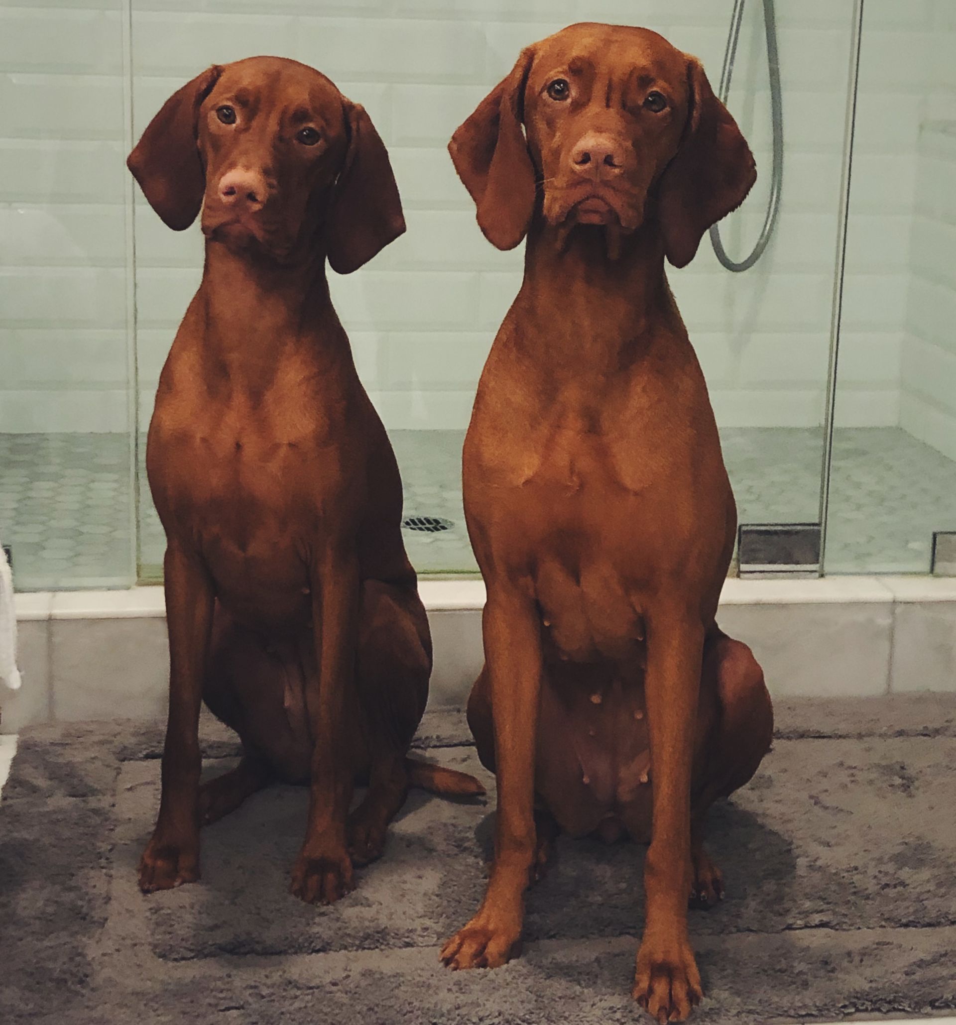Available Vizsla Puppies | Moonlight Vizslas