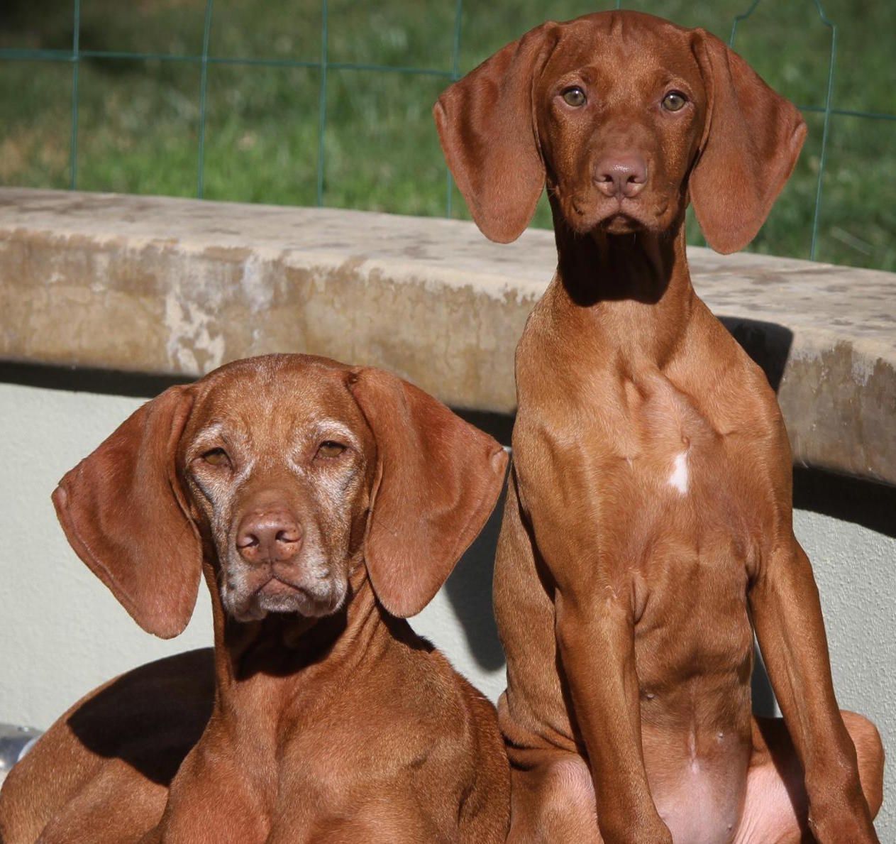 Available Vizsla Puppies | Moonlight Vizslas
